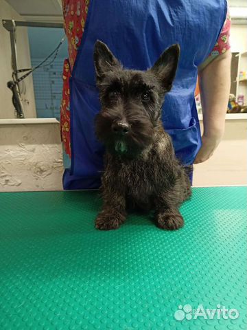 Скотч-терьер