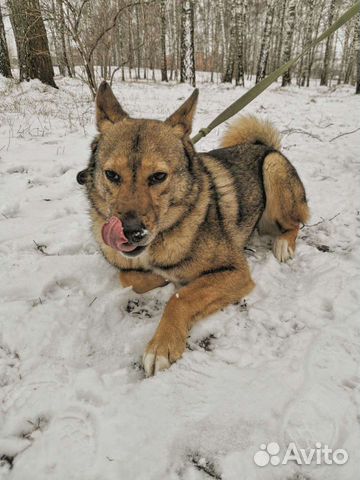 Собака не проживёт в приюте долго