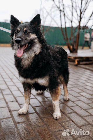 Возьмите Эмми из приюта