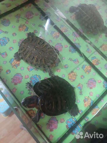 Красноухие черепахи с аквариумом