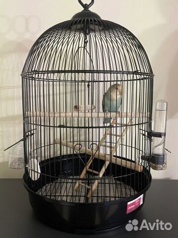 Попугай-неразлучник