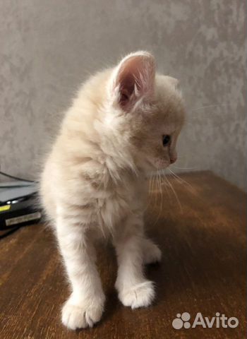 Котенок девочка