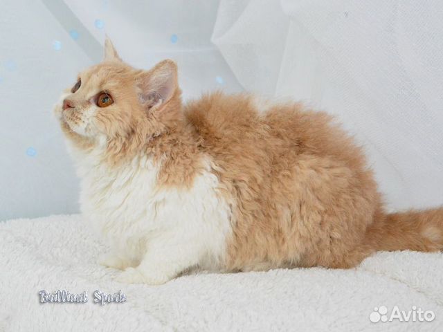 Селкирк-рекс девочка в добрые руки