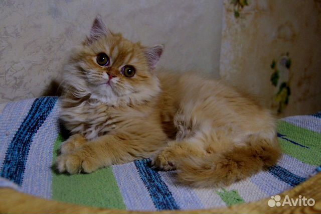 Абрикос - красный тикированный котик