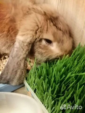 Кролики породы великан