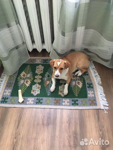 Джек рассел терьер