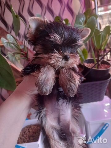 Йоркширский терьер