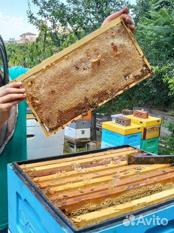 Продам пчелосемьи и пчелопакеты карпатка