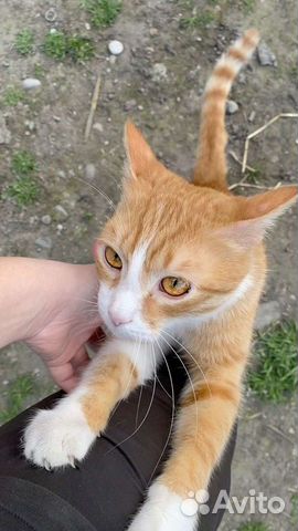 Кот ищет дом