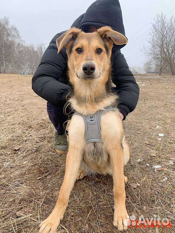 Луна крошка