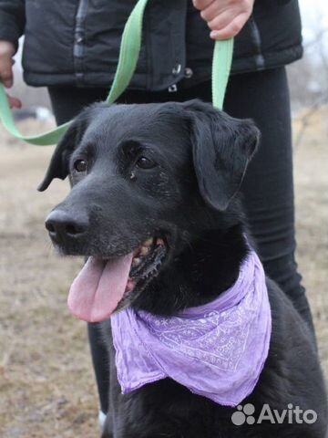 Девочка Киви - метис лабрадора