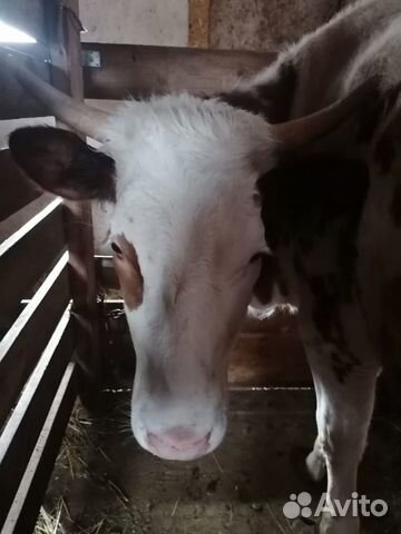 Тёлка стельная