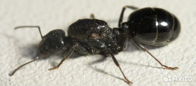 Муравьи жнецы оплодотворённые