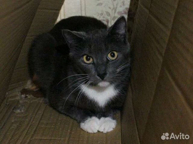 Голубая кошка Лея