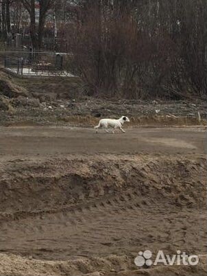 Маленькая белая собака
