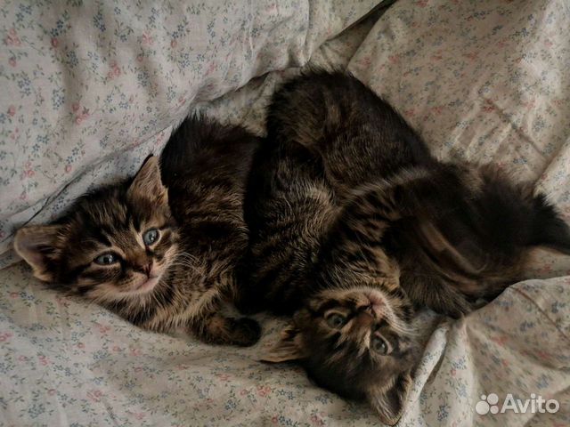 Котята в добрые руки 3 мальчика, ждут новый дом