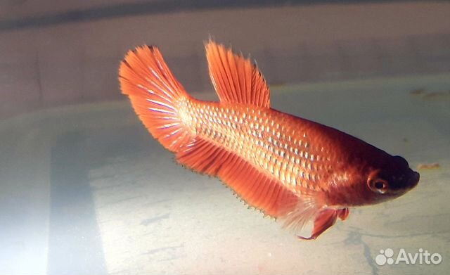 Рыбка петушок. Самка