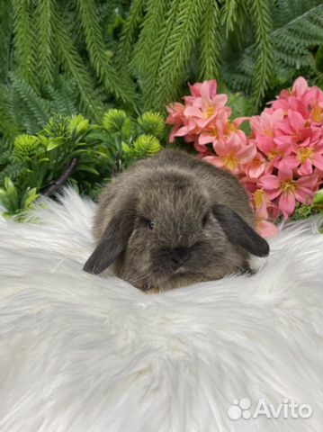 Самочка МиниЛоп