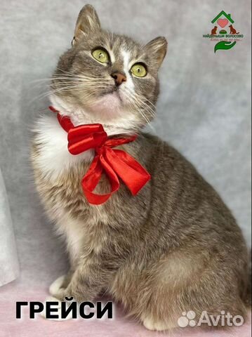 Кошка,Котенок в добрые руки