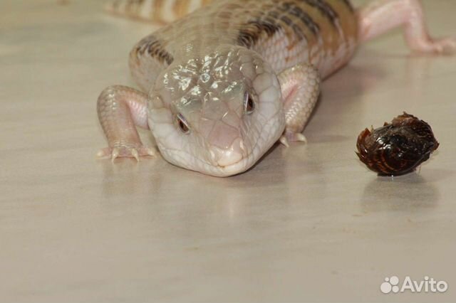 Синеязыкий сцинк