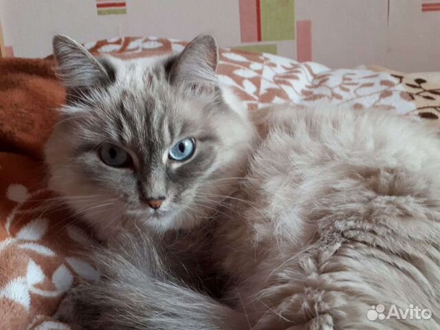 Сиамская кошка