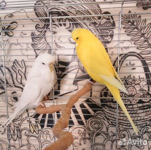 Пара попугаев чехов с итальянским домиком