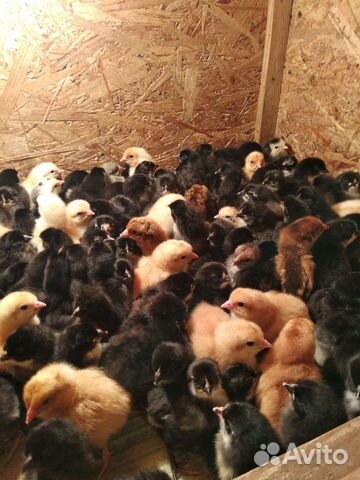 Цыплята