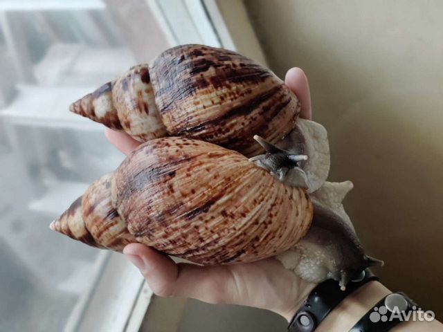 Улитки ахатины бесплатно