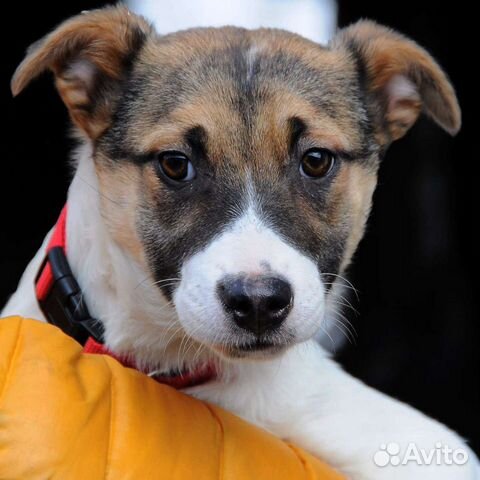 Щенок Ватрушка ищет Дом