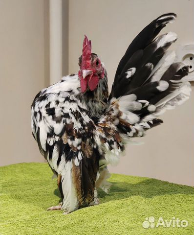 Куры карликовые аям серама
