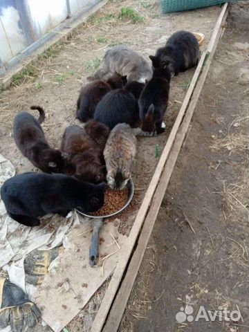 Много кошек. Хотят усыпить или выкинуть