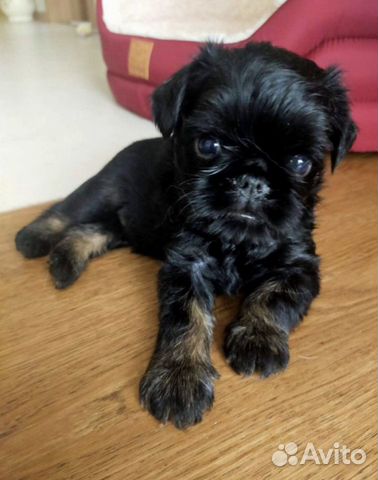 Бельгийский гриффон