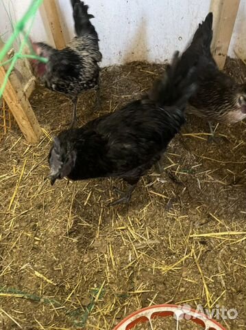 Ухейилюй петухи, можно пару