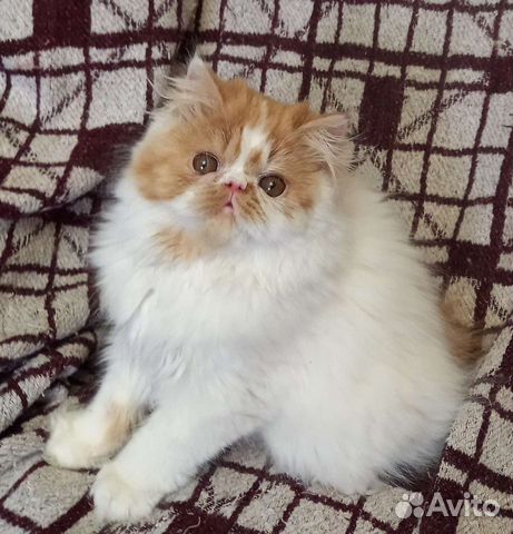 Персидская кошечка окрас Арлекин