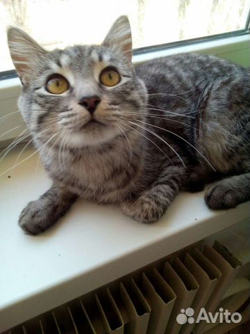 Котенок потеряшка
