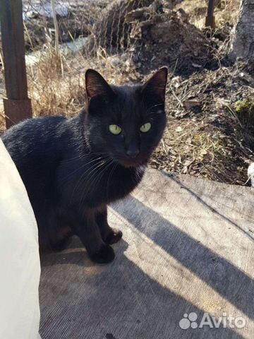 Помогите спасти котиков СНТ Солнечное