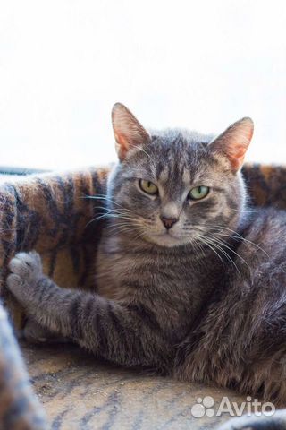 Кошка Мона ищет дом