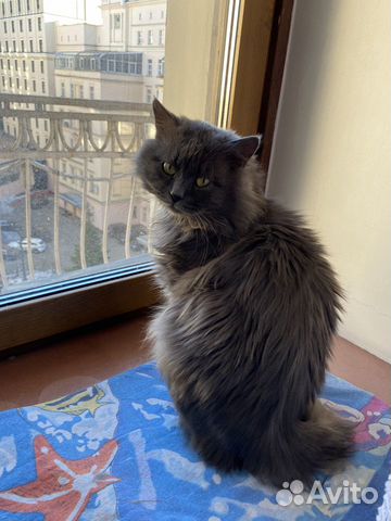 Отдам в добрые руки котика