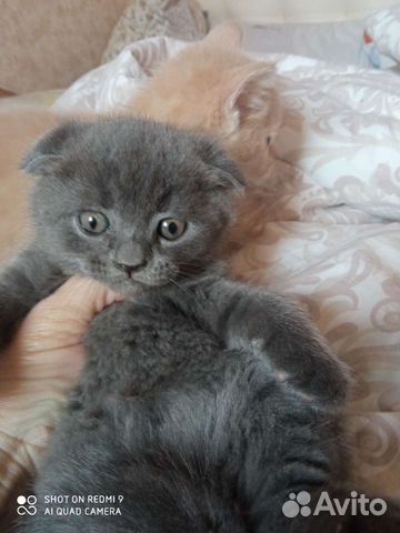 Шотландские котята