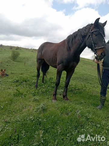 Карачаевский жеребец