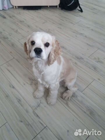 Американский кокер спаниель вязка