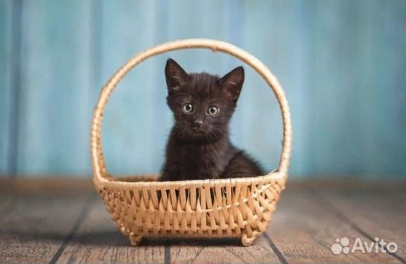 Черный ласковый котенок Агат ищет дом