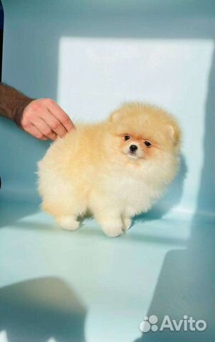 Пушистая очаровашка