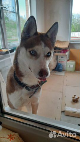 Сибирский хаски бесплатно