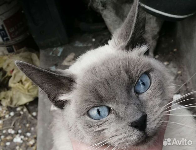 Тайская кошка