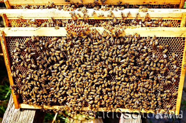 Продам пчел (отводки)