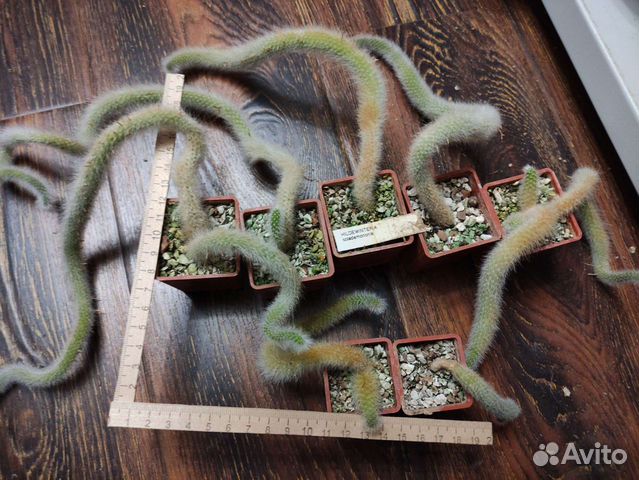 Hildewintera colademononis Обезьяний хвост