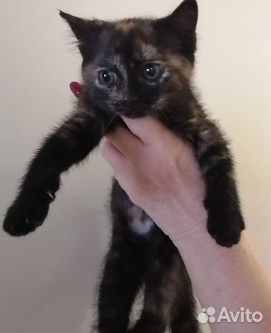 Куколка в добрые руки