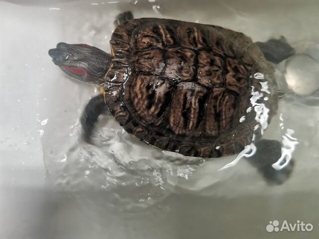 Красноухая черепаха с аквариумом