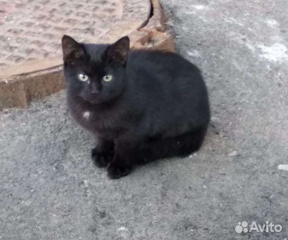 Котёнок- обнимашка ласковый в добрые руки